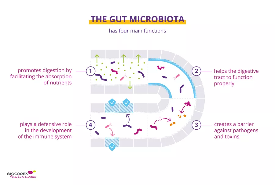 The gut microbiota | Content for the lay public | Microbiota institute